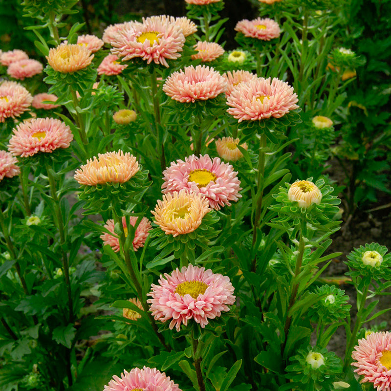 Sommeraster Callistephus Chinensis