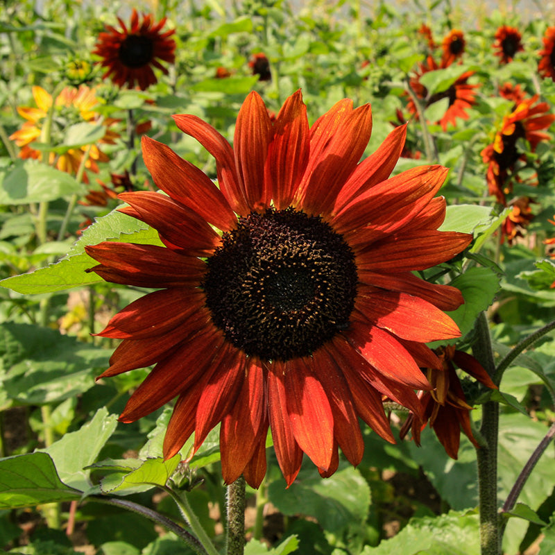 Sonnenblume Velvet Queen