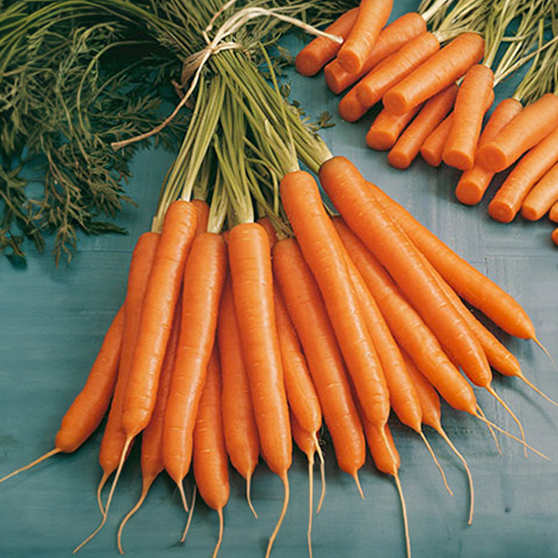 Sommermöhre | Mokum F1 | Daucus carota | Jansen Samen – Jansen Zaden