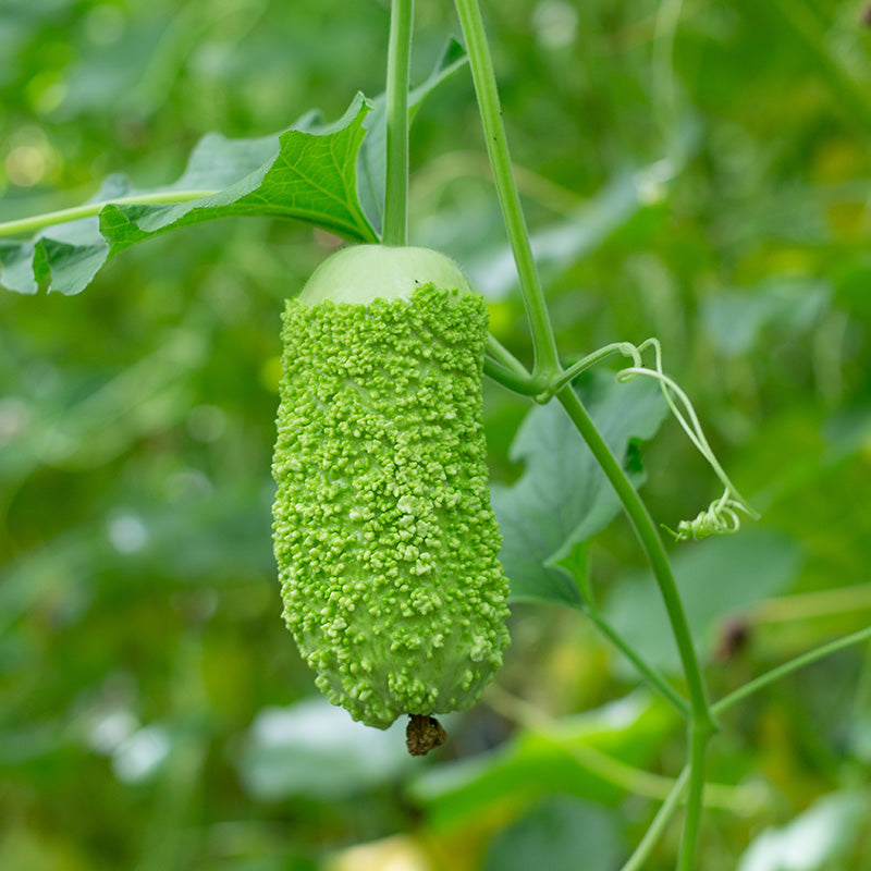 Flaschenkürbis | Verruqueuse de Maurice | Jansen Samen – Jansen Zaden