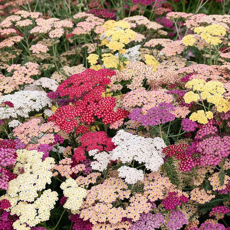 Schafgarbe | Colorado | Achillea millefolium | Jansen Samen