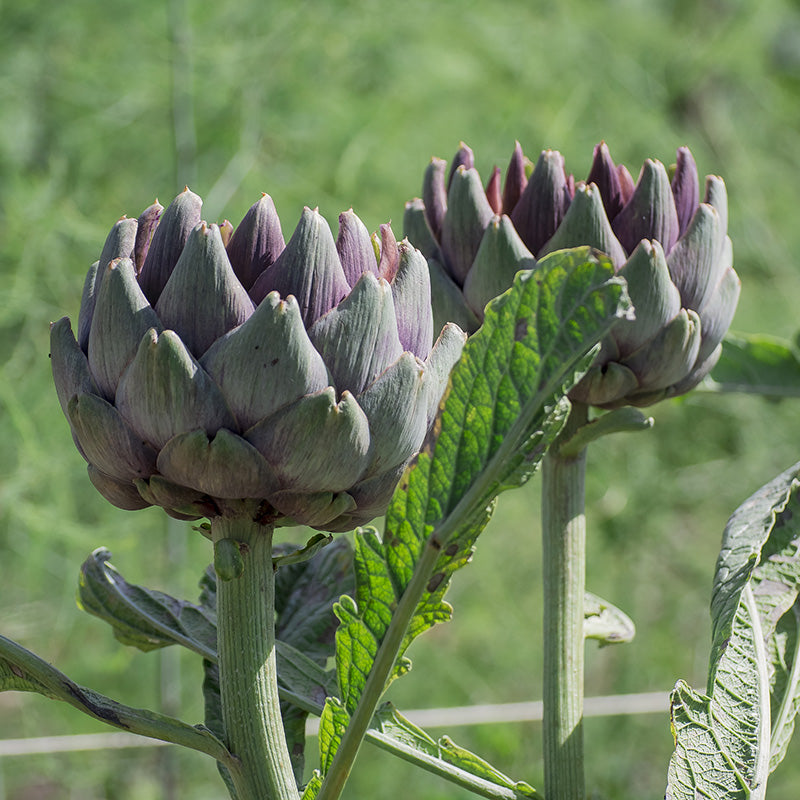 Artischocke | Violet de Provence | Jansen Samen – Jansen Zaden