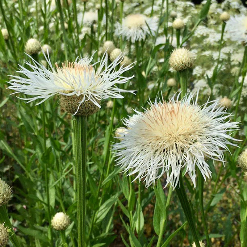 Amerikanische Kornblume | White Bride | Centaurea americana | Jansen Samen
