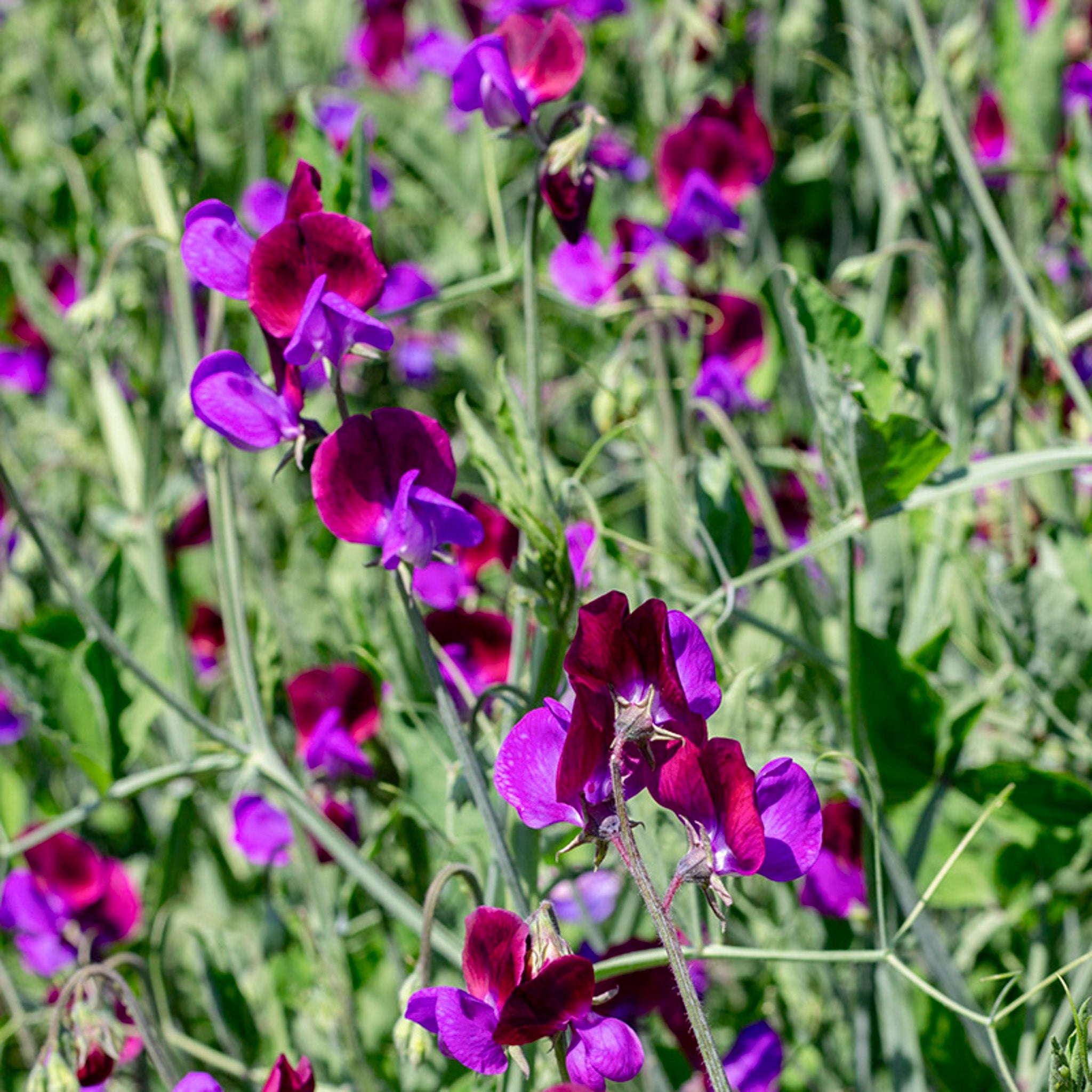 Duftwicke | Matucana | Lathyrus odoratus Grandiflora | Jansen Samen