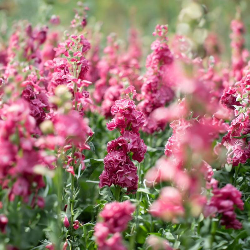 Levkoje | Vintage Brown | Matthiola incana | Jansen Samen