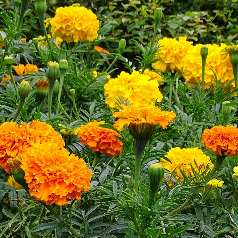 Blumensamen für einen lebendigen und blühenden Garten. Jetzt bestellen!